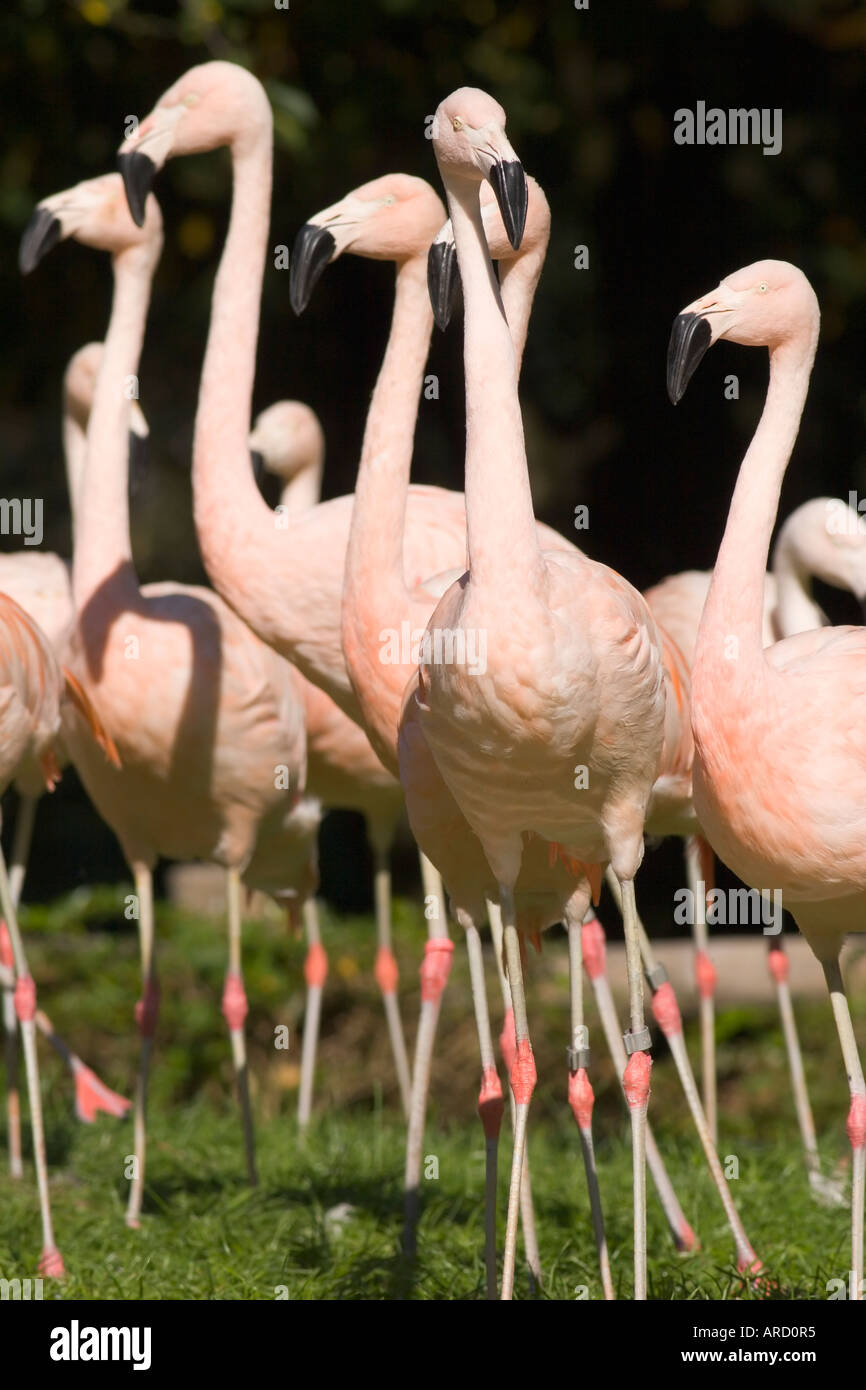 German flamingo hi-res stock photography and images - Alamy