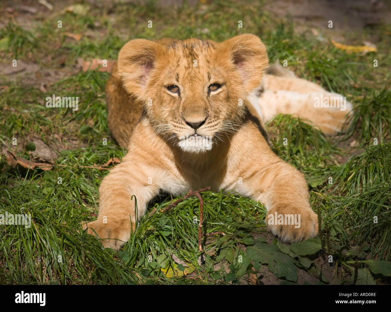 Old male lion hi-res stock photography and images - Alamy