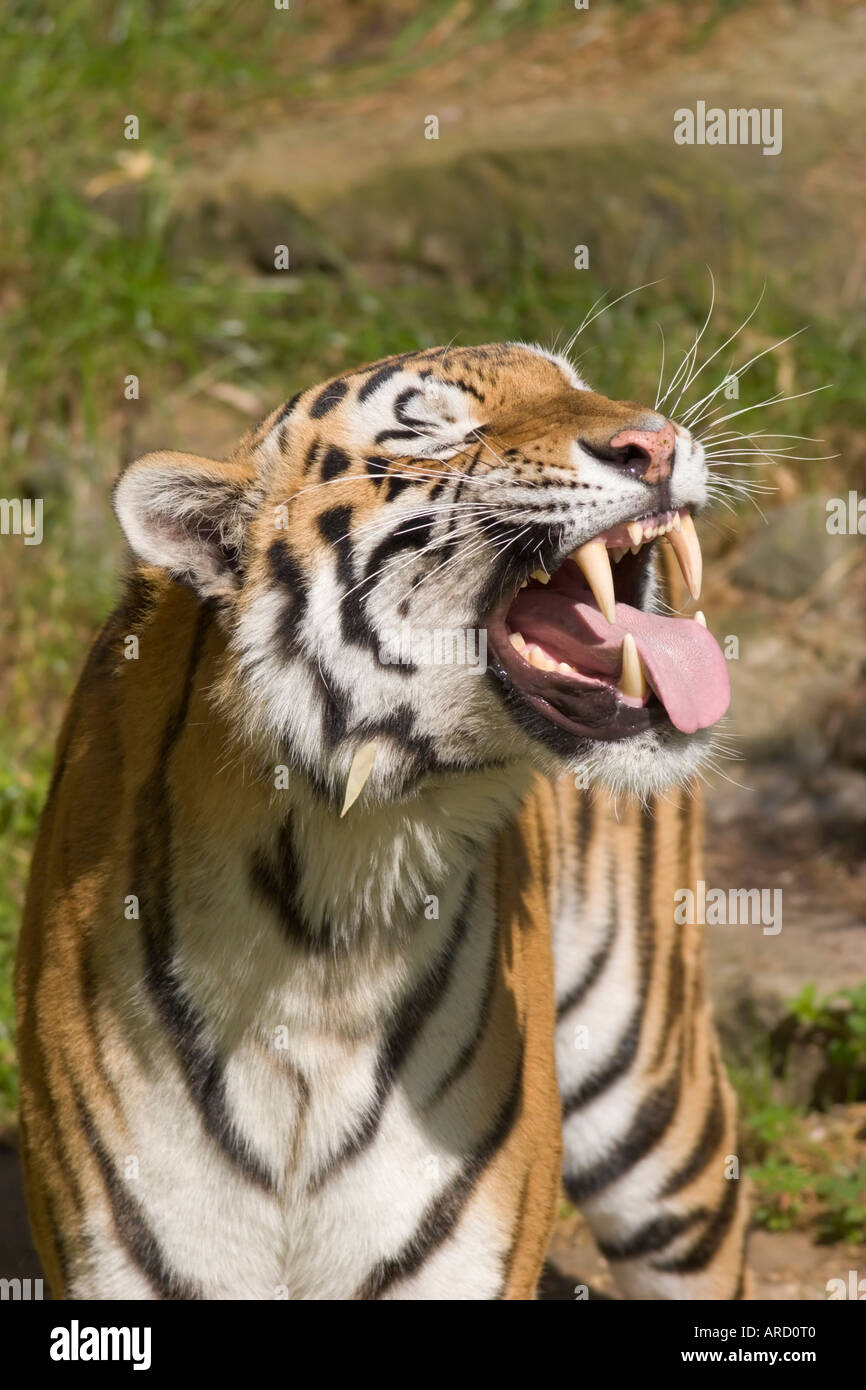 A siberian tiger (panthera tigris altaica) baring its teeth Stock Photo ...