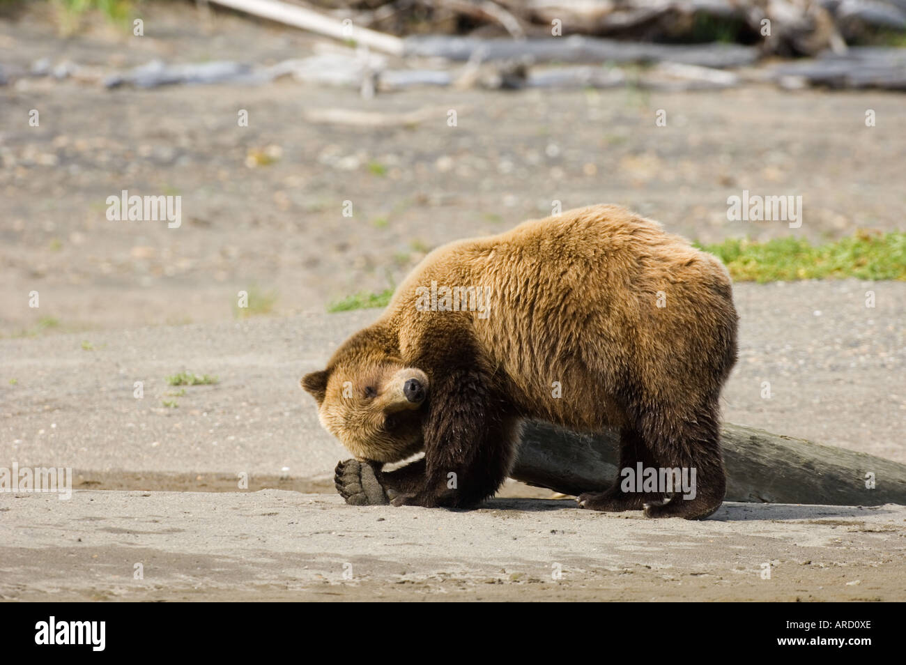 Grizzly bear canada scratching hi-res stock photography and images - Alamy