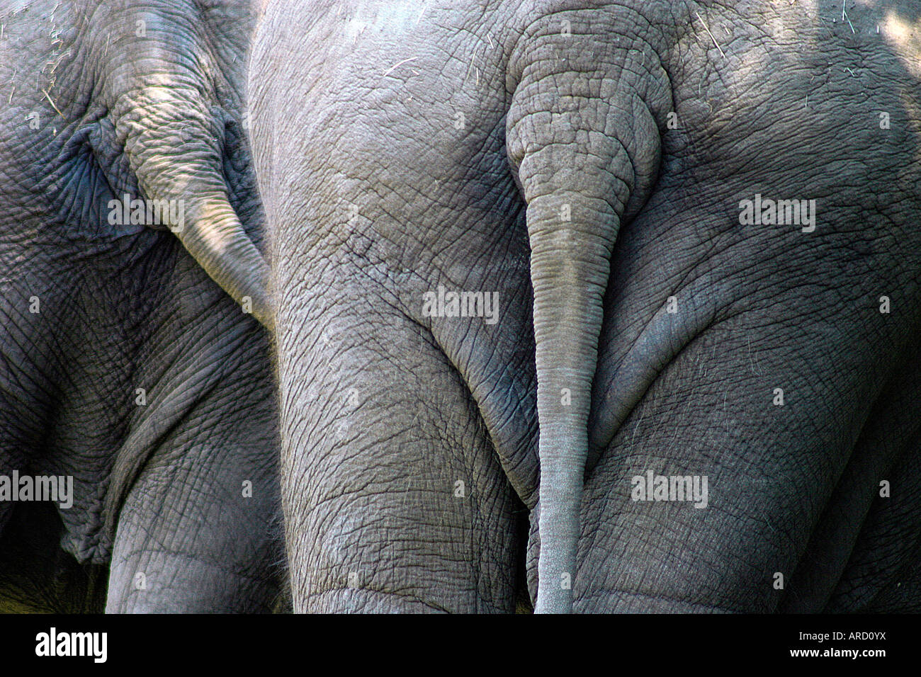 Backside of a couple Asian elephants Stock Photo - Alamy