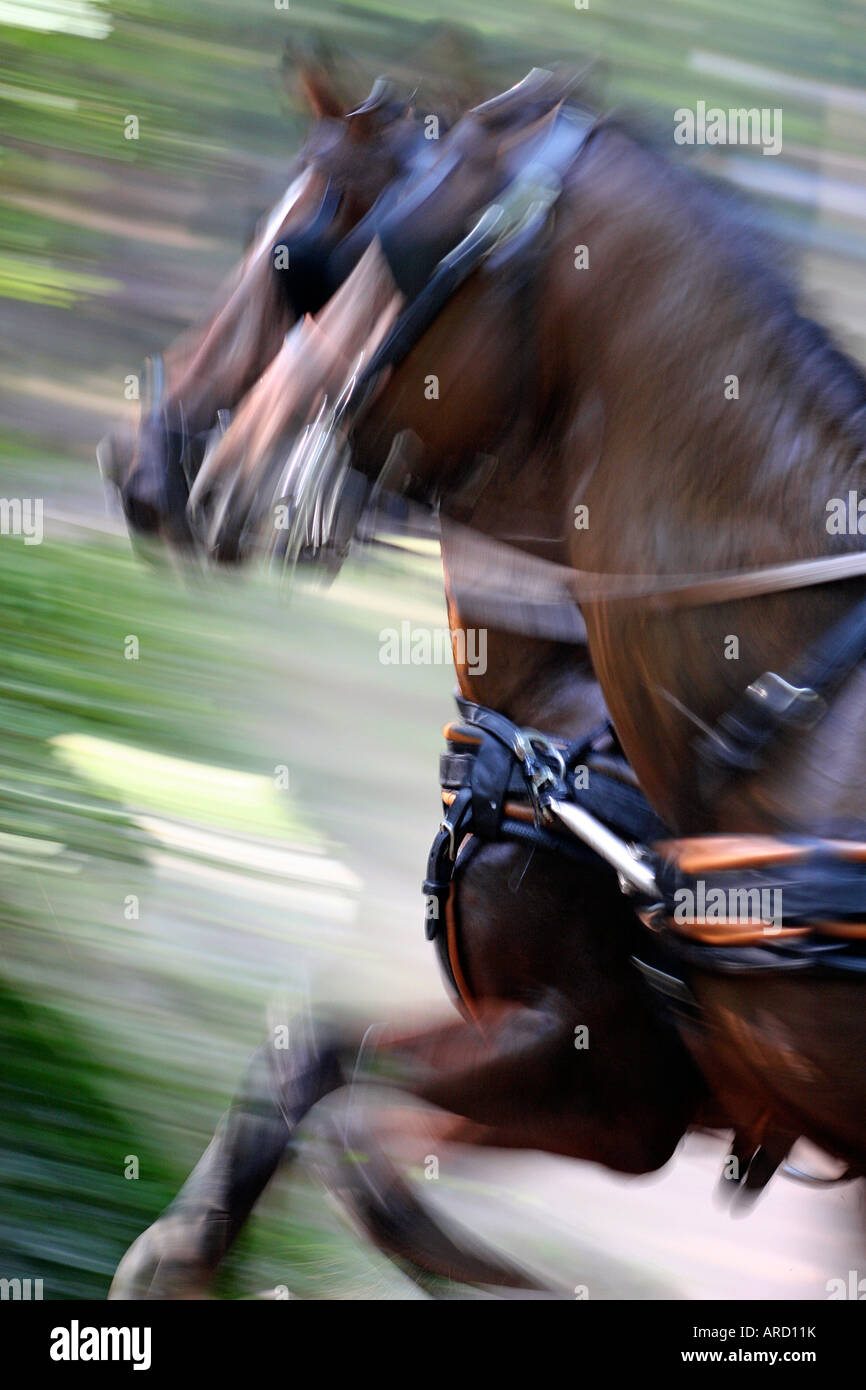 A pair of horses at full speed during a driving competition Stock Photo ...