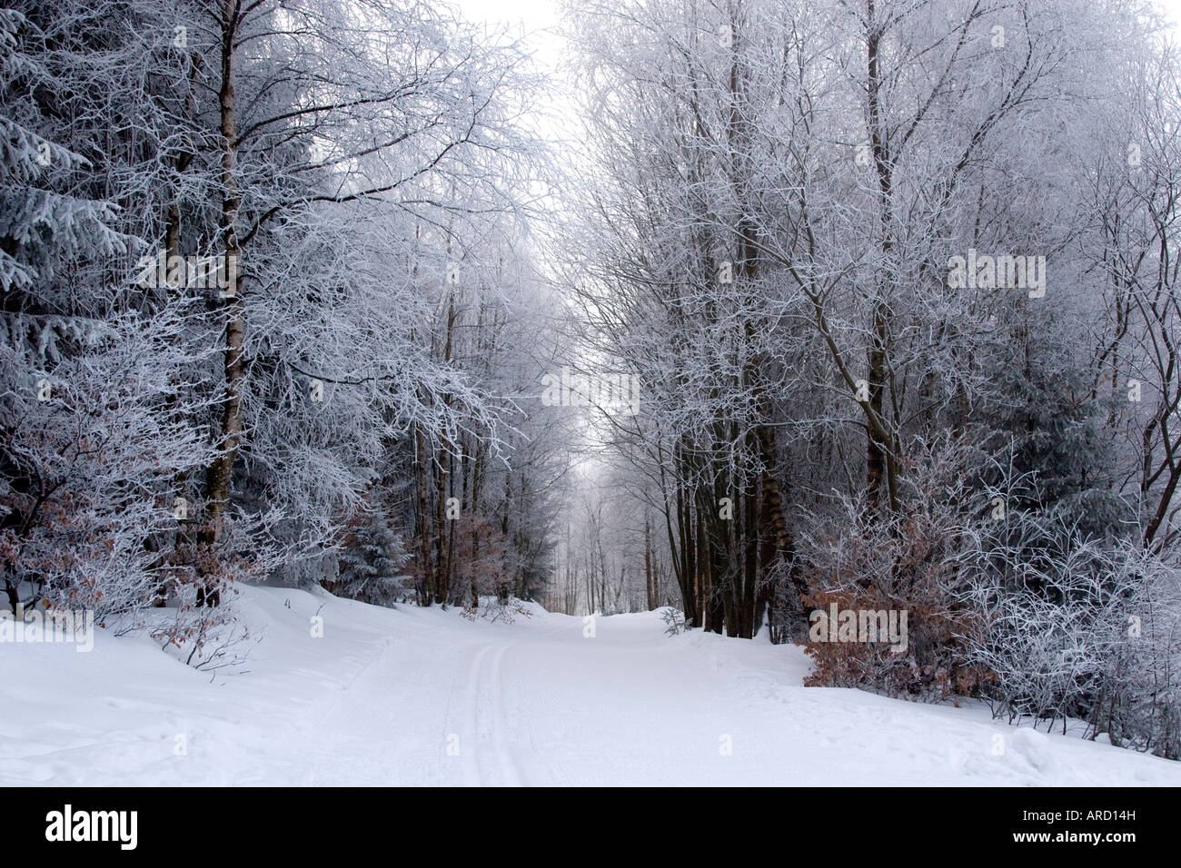 Snow blanketed forest in Germany Stock Photo - Alamy