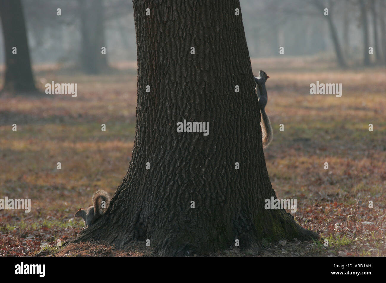 Squirrel running on a tree Stock Photo - Alamy