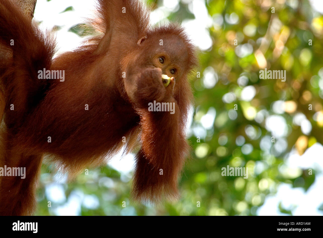 Baby orangutan pongo pygmaeus Stock Photo - Alamy