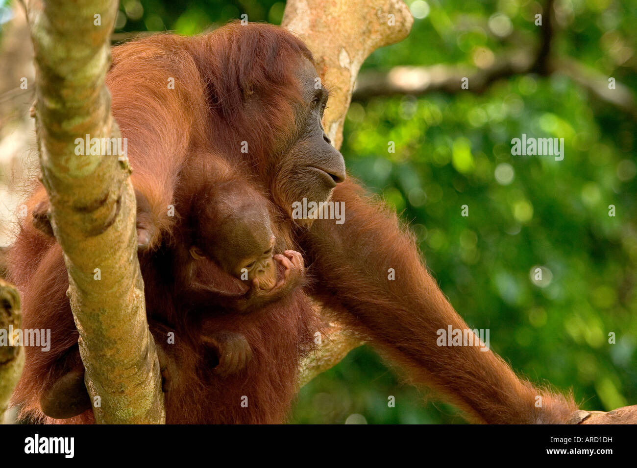 Mother and baby orangutan pongo pygmaeus Stock Photo - Alamy