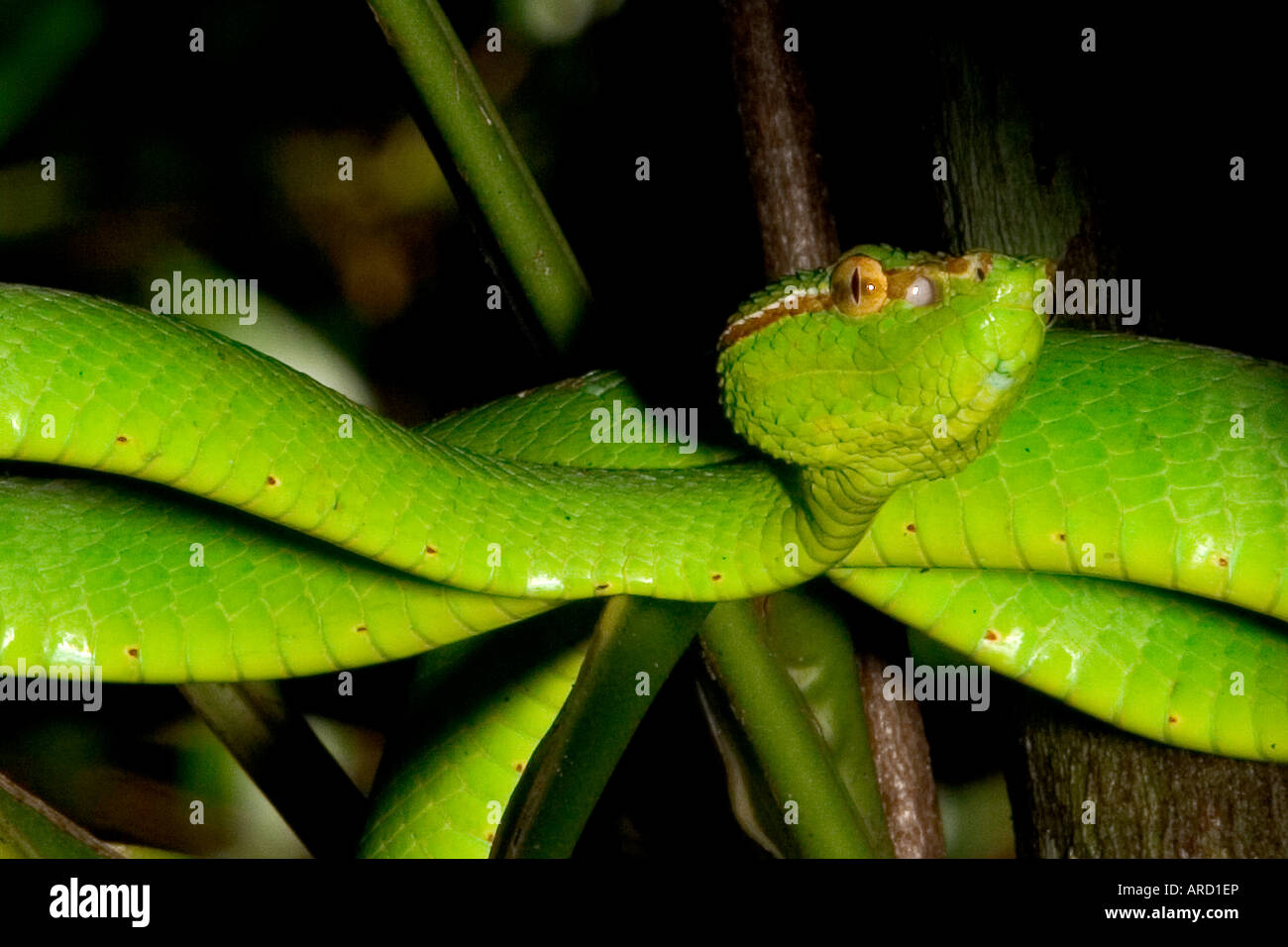 Green Viper Snake