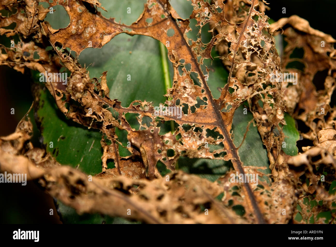Rotten leaf in the rainforest Stock Photo - Alamy
