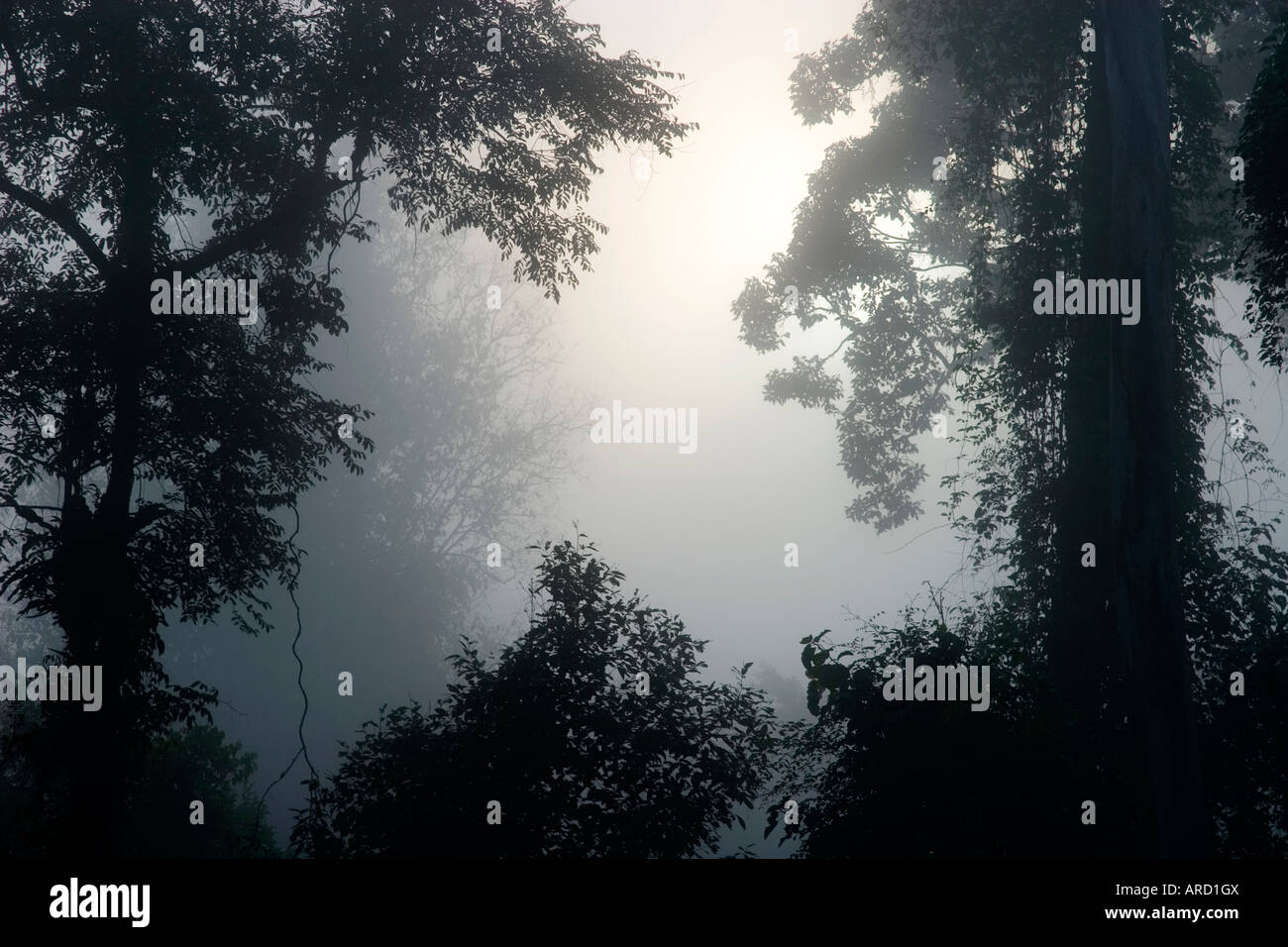 Primary forest in Malaysia Stock Photo - Alamy