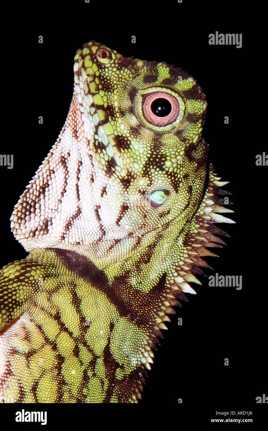 Comb crested lizard Malaysia Stock Photo - Alamy