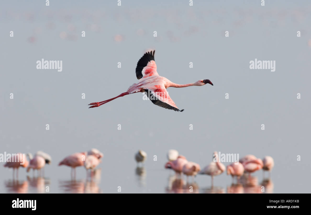 Lesser Flamingo, Phoenicopterus minor, Lake Nakuru, Rift Valley, Kenya ...