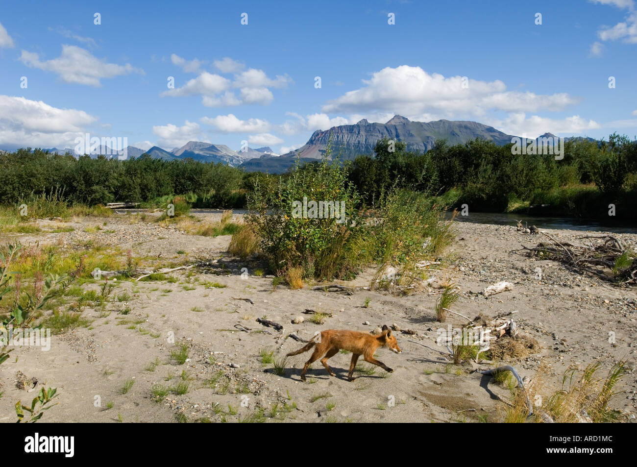 Alaskan red fox hi-res stock photography and images - Alamy
