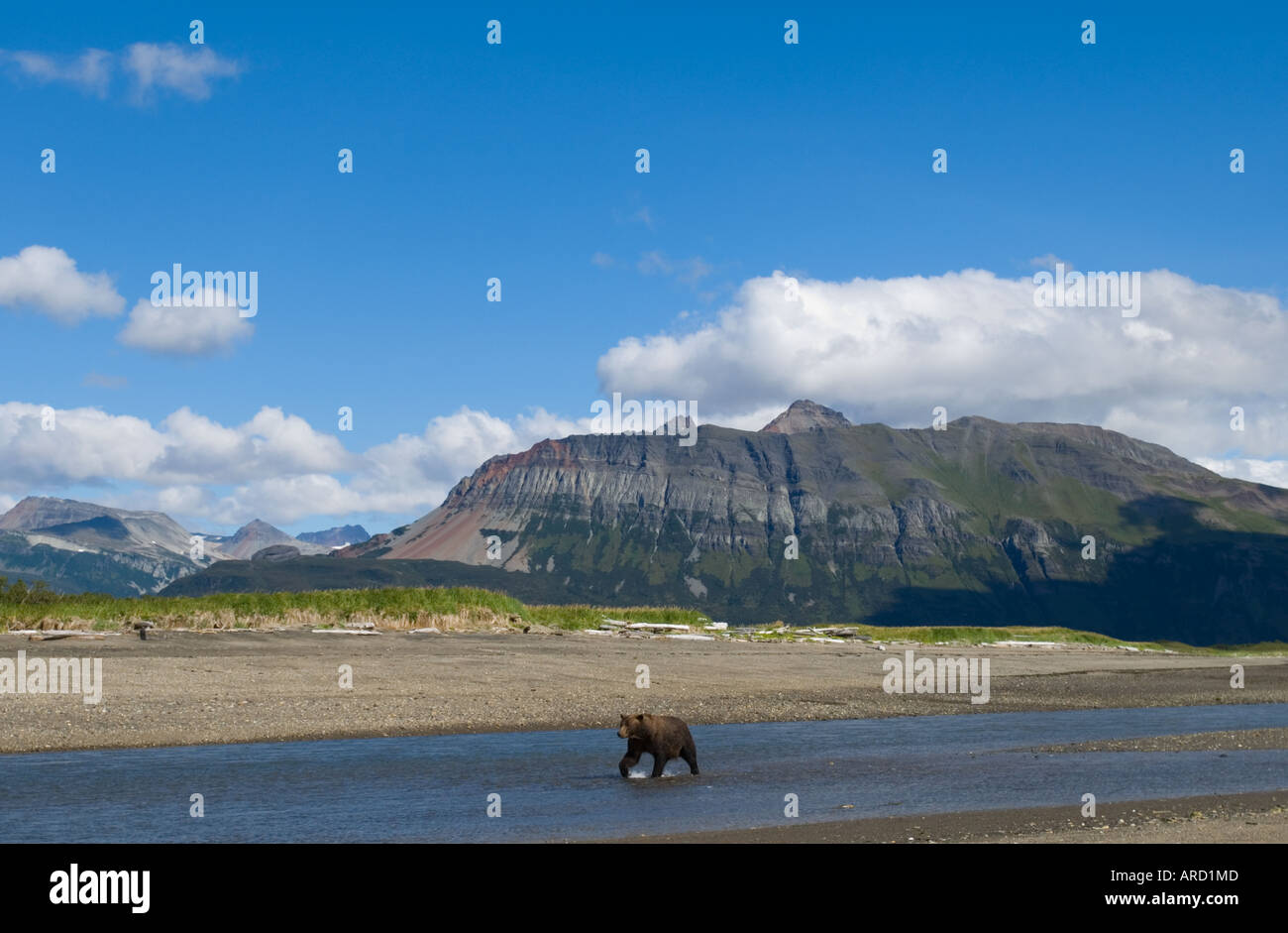 Brown Bear, Ursos arctos crossing coastal creek at Hallo Bay, Katmai ...