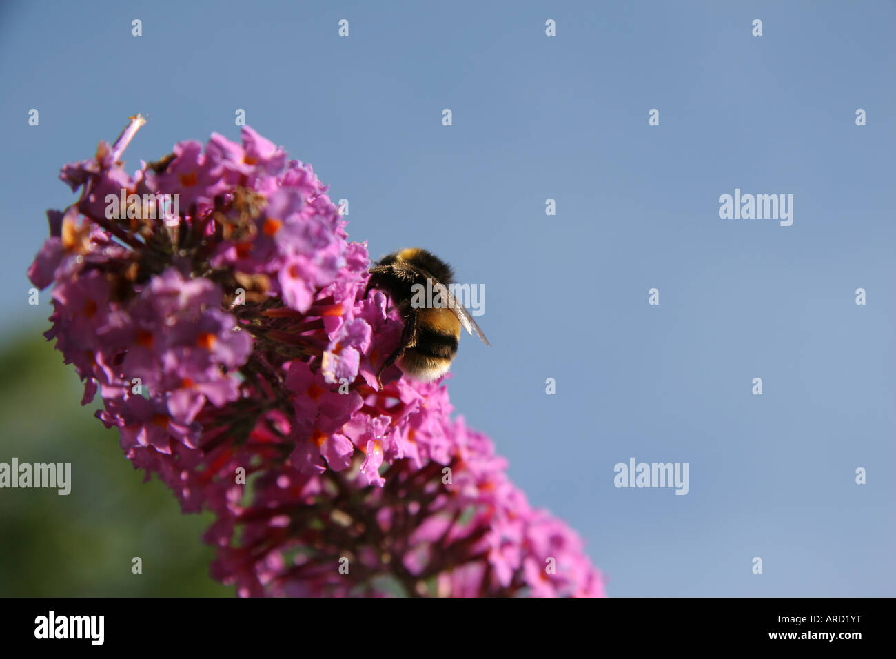Bee collecting pollen from purple buddleia Stock Photo - Alamy