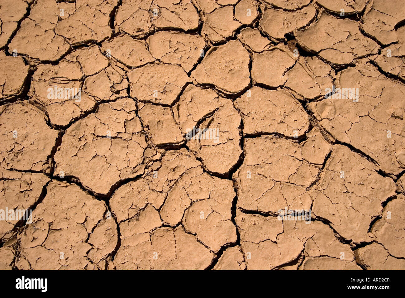 Cracker mud in nature reserve Sossusvlei Stock Photo - Alamy