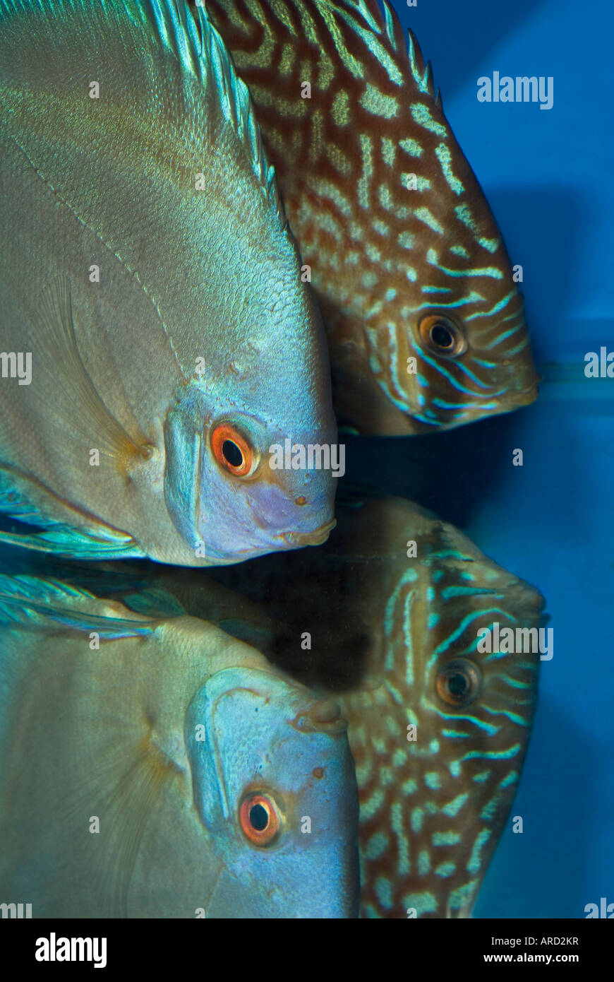 Symphysodon discus aequifasciata hi-res stock photography and images ...
