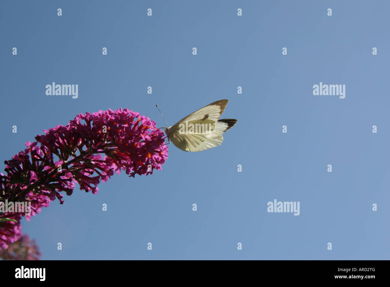 White butterfly collecting pollen from a purple buddleia Stock Photo ...
