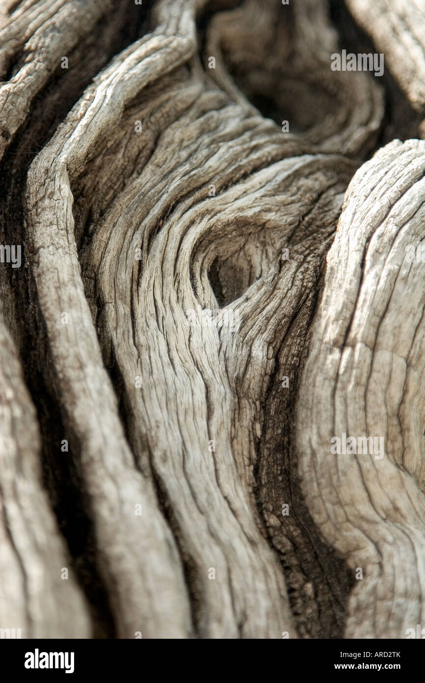 Tree still life hi-res stock photography and images - Alamy