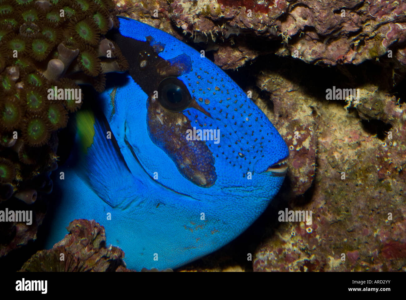 Paracanthurus hepatus, Blue Tang, Acanturidae Stock Photo - Alamy