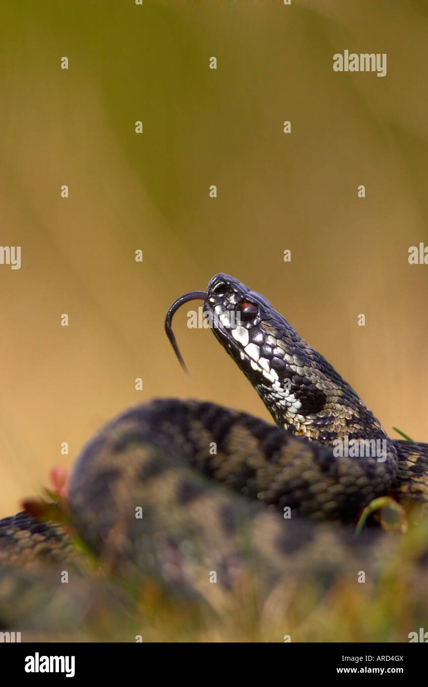 Male Adder UK Stock Photo - Alamy