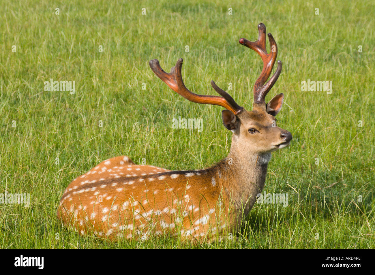 Jedforest Deer Farm visitor attraction in Scottish Borders near ...