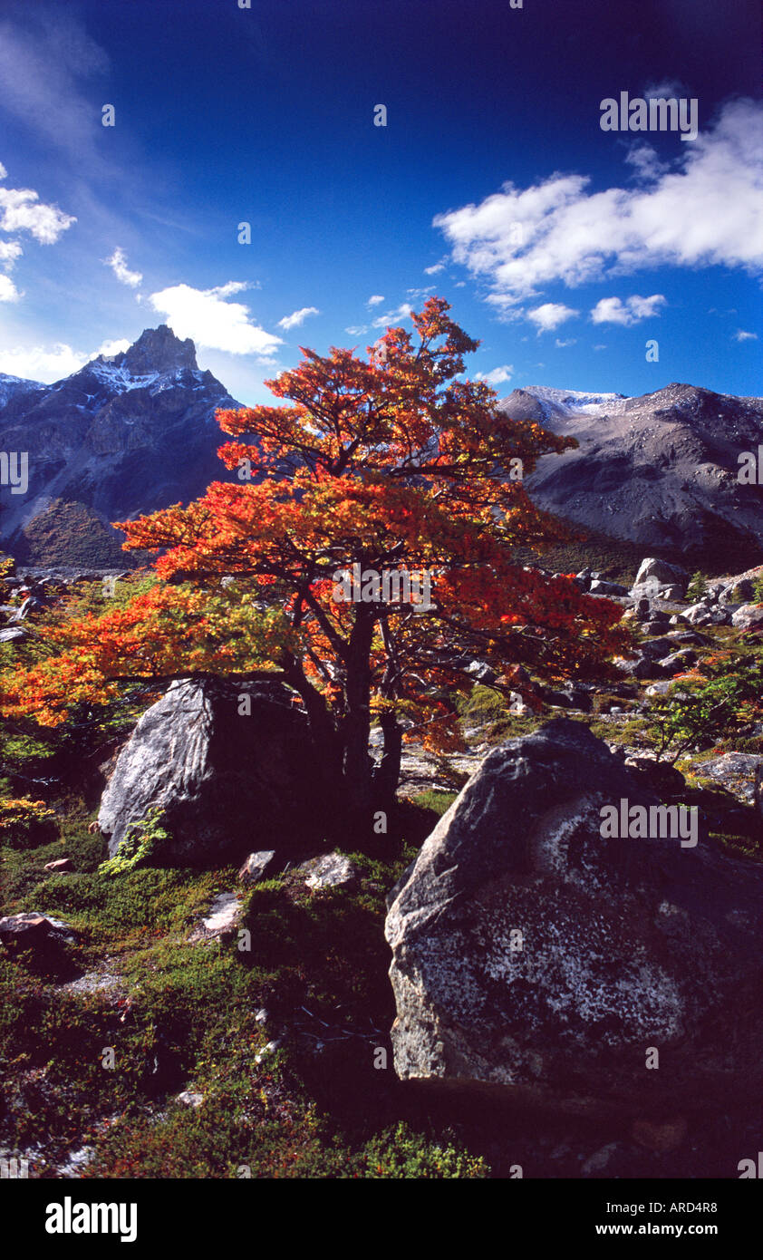 Autumnal Lenga tree, Parque Nacional los Glaciares, Patagonia ...