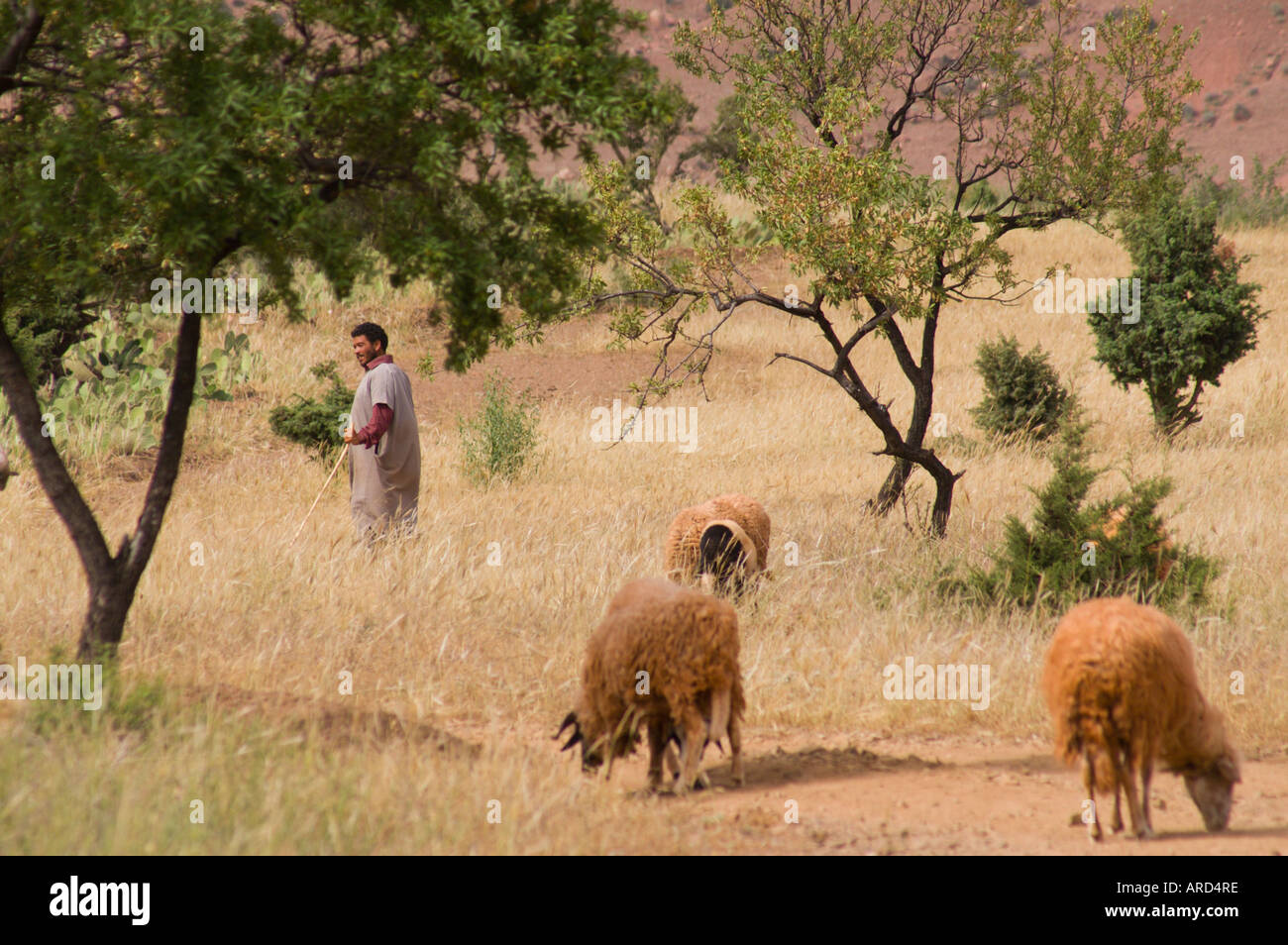 Berber camp sheep hi-res stock photography and images - Alamy