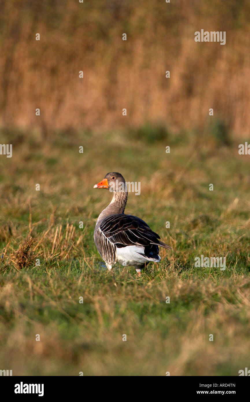 Greylag Goose on Norfolk marsh land Stock Photo - Alamy