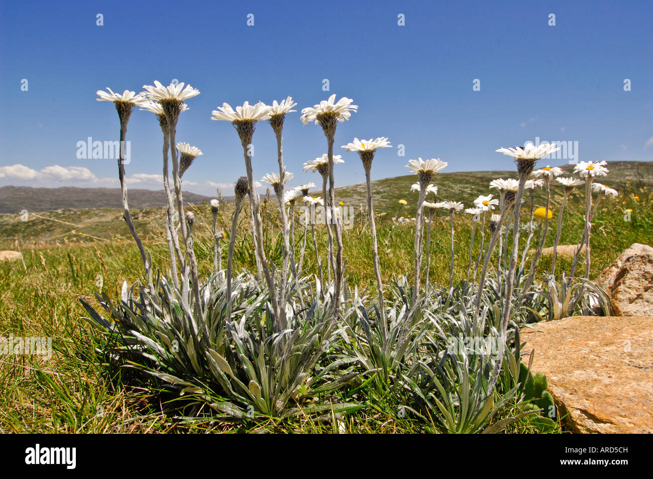 Celmisia asteliifolia hi-res stock photography and images - Alamy