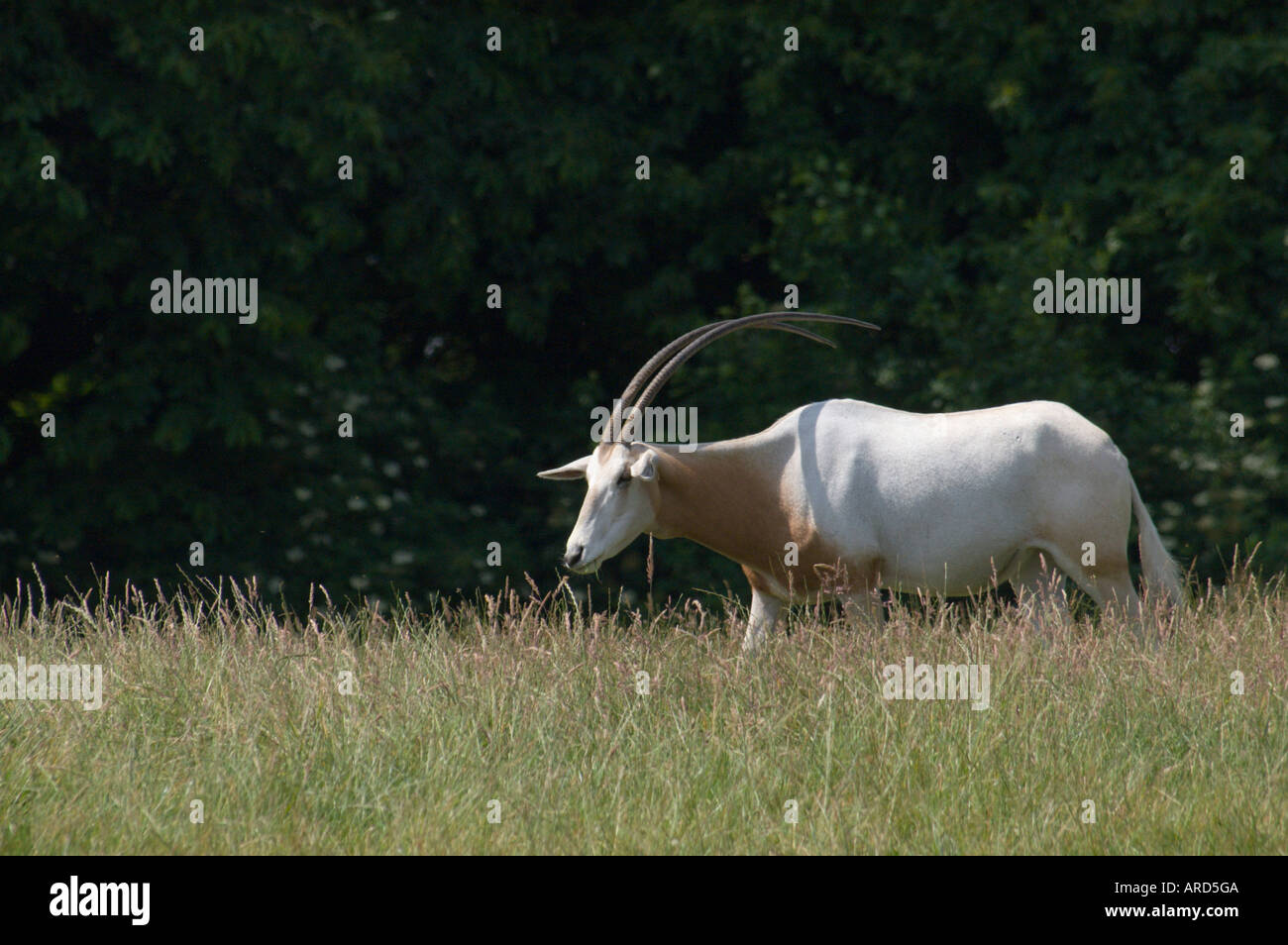 South west Ireland Cork Fota Wildlife Park zoo on Fota Island red ...