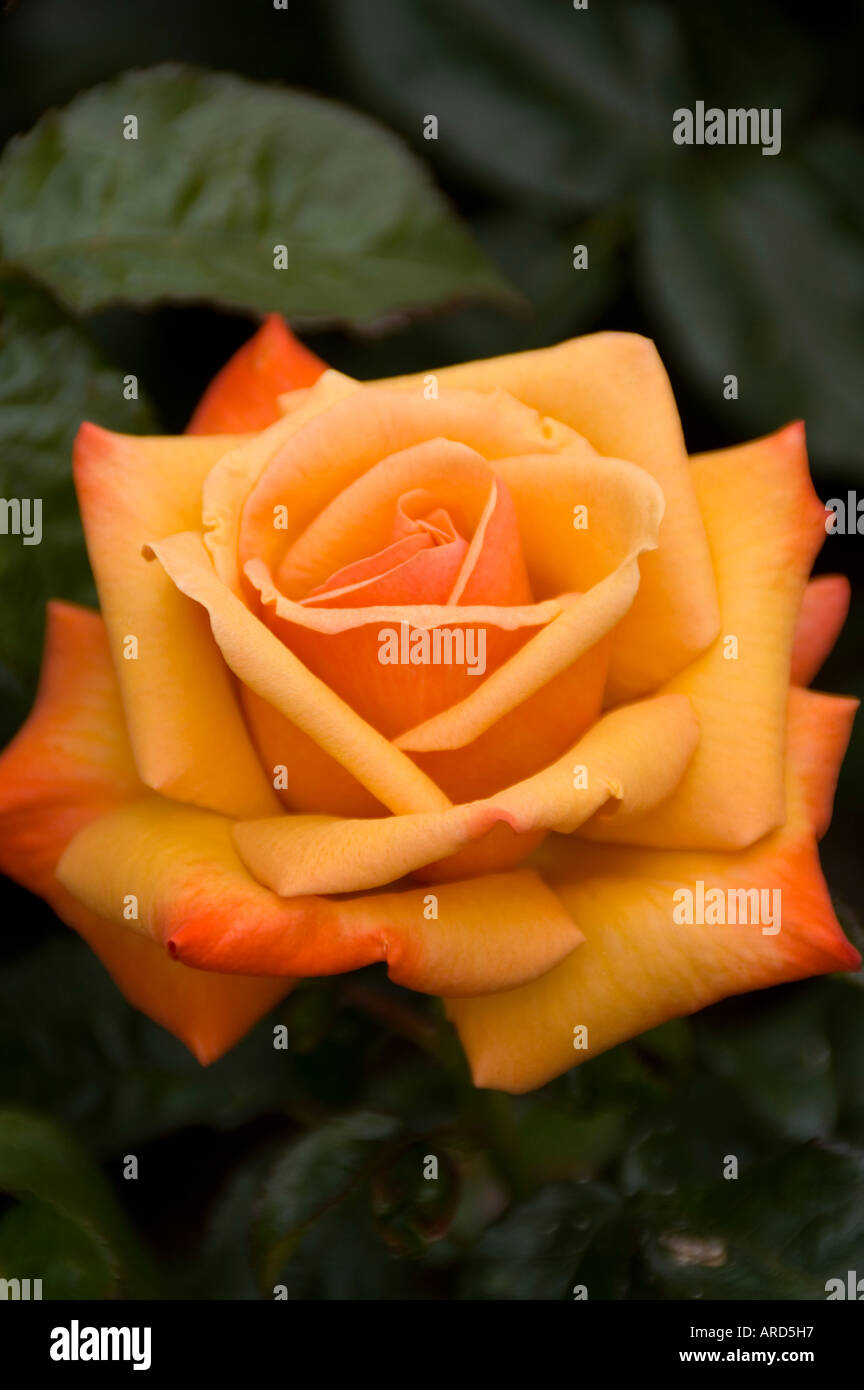 Ireland cork fota gardens rose hi-res stock photography and images - Alamy