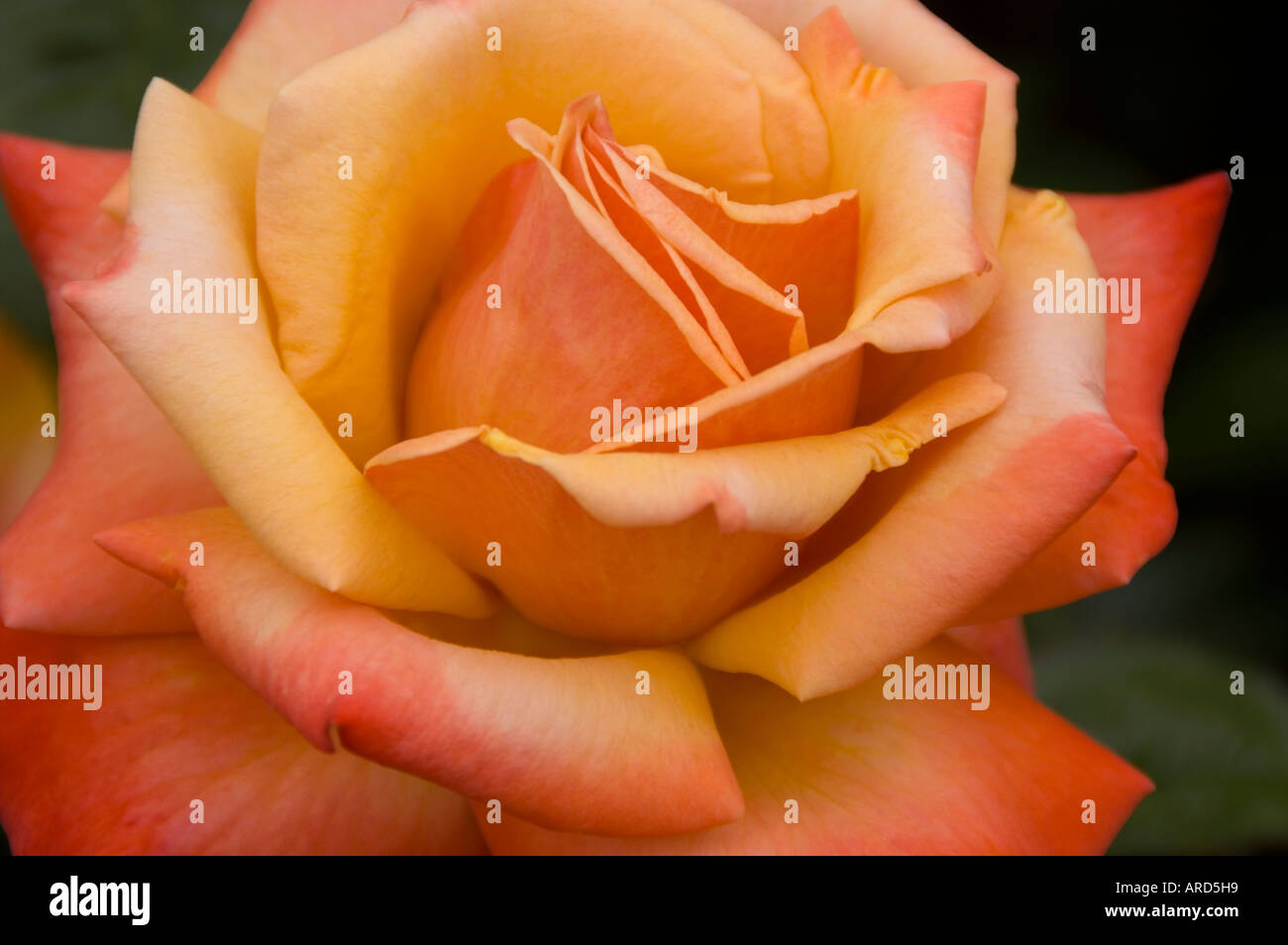 South west Ireland West Cork Fota House Gardens rose Remember Me Stock ...