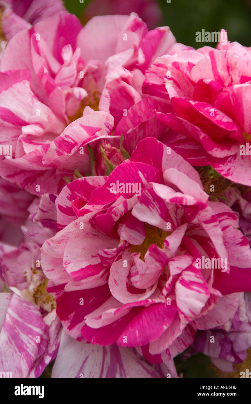 South west Ireland West Cork rose Rosa Mundi Stock Photo - Alamy