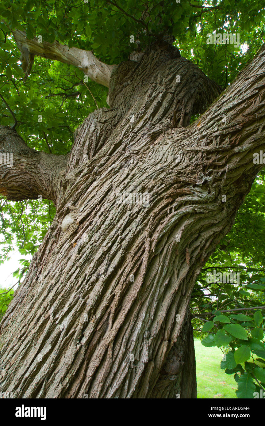 South west Ireland West old Spanish Chestnut tree in the grounds of ...