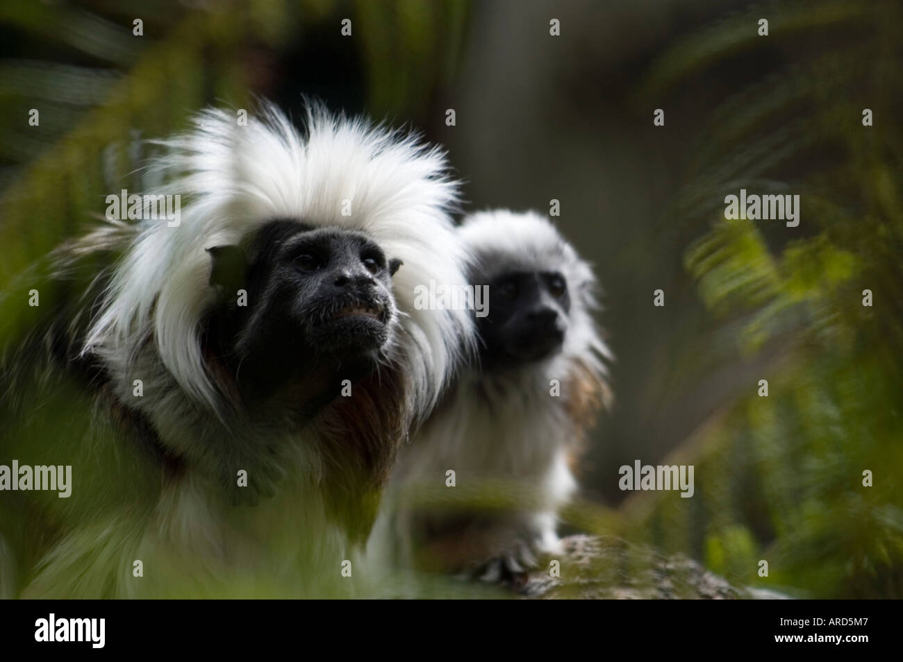 Edinburgh Zoo cotton headed Tamarind monkeys Stock Photo - Alamy