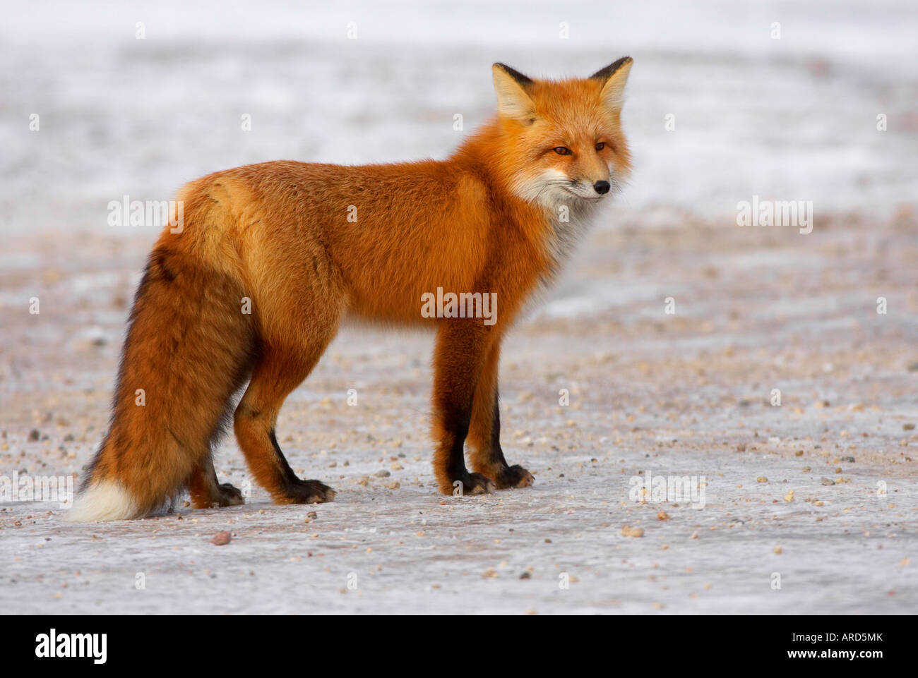 Red fox churchill hi-res stock photography and images - Alamy