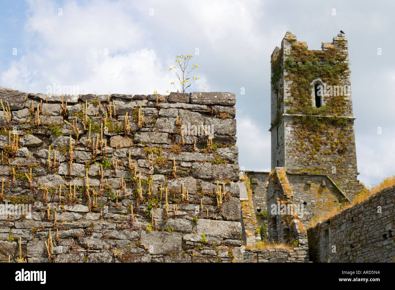 South west Ireland West Cork Timoleague Abbey Stock Photo - Alamy