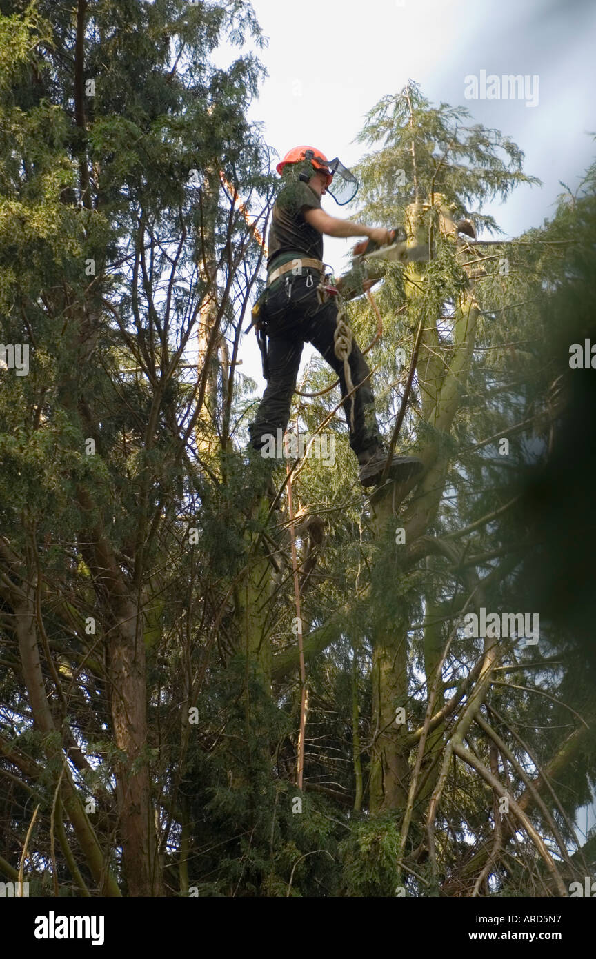 Felling garden trees to clear a single housing plot for building on ...