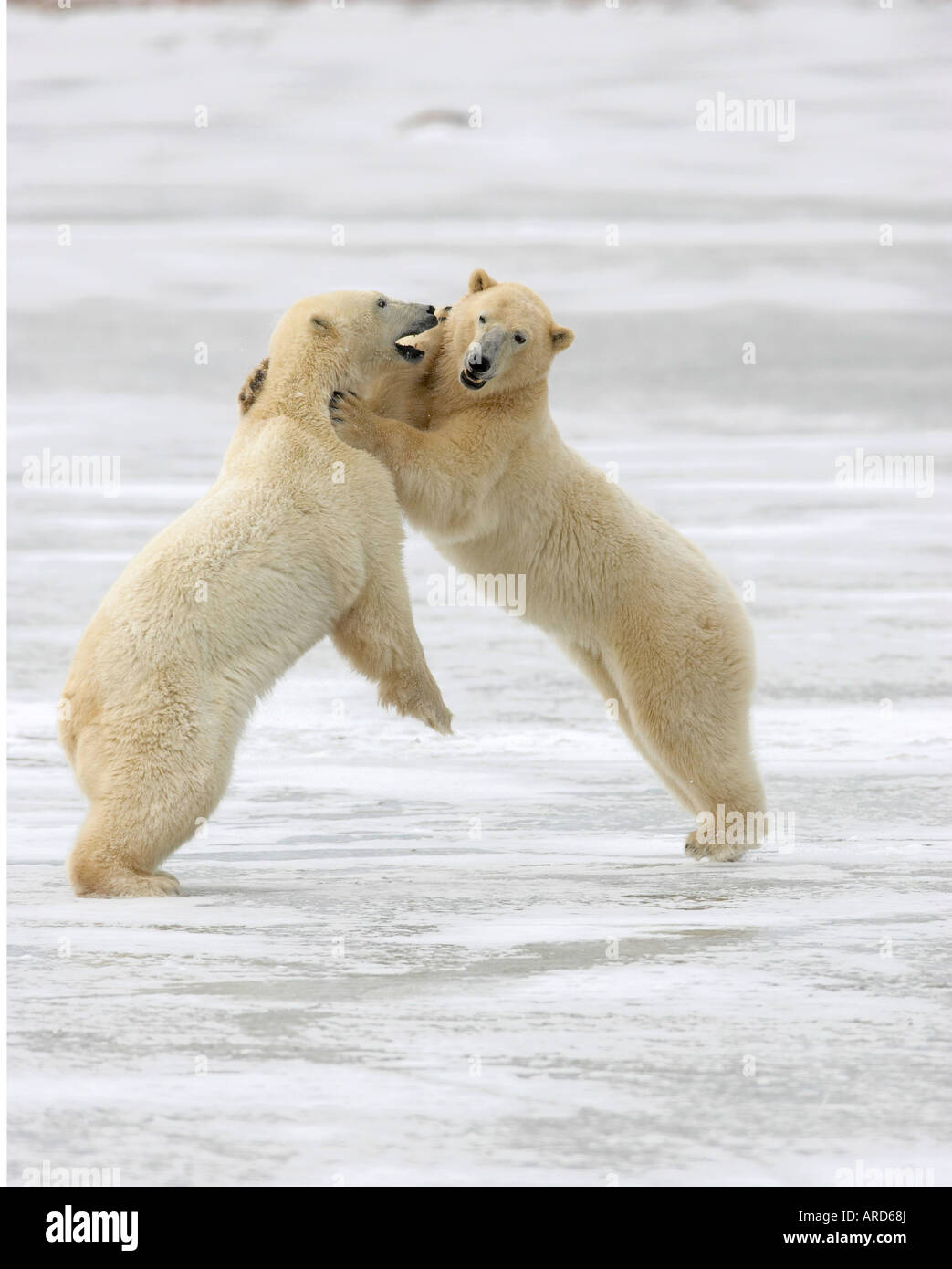 Polar Bears at play Stock Photo - Alamy