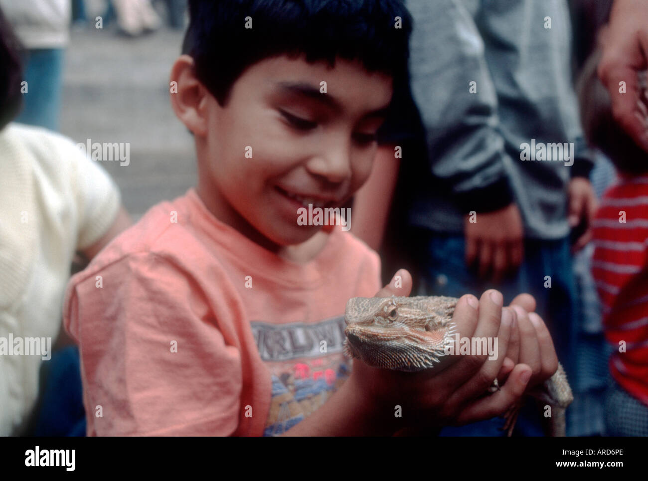 Hispanic child holds his pet lizard at the Blessing of the Animals at ...