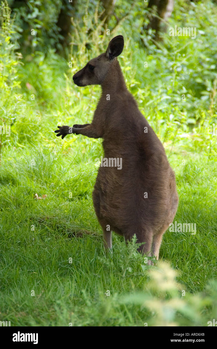 South west Ireland Cork Fota Wildlife Park zoo on Fota Island kangaroo ...