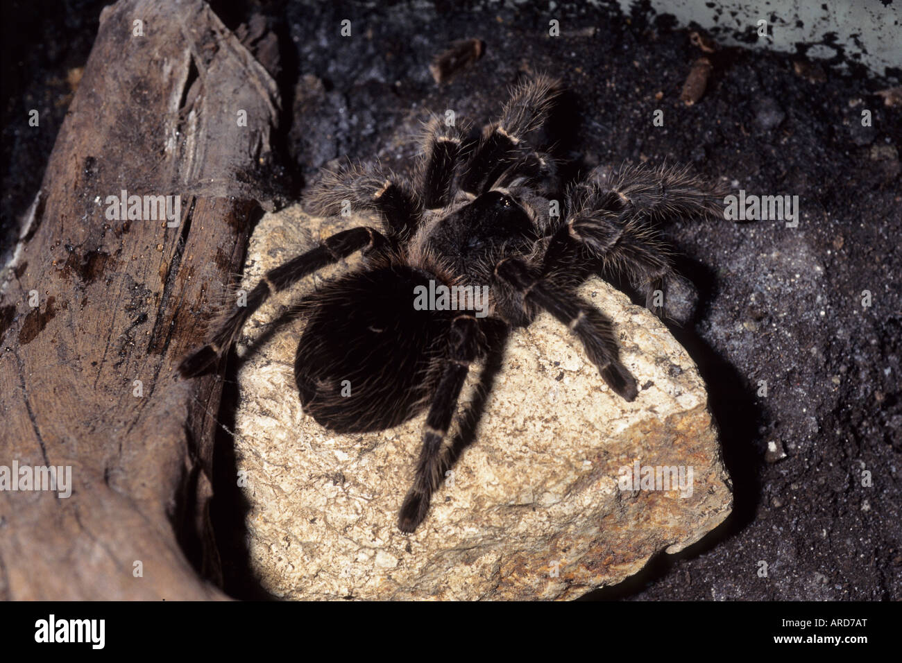 Colombian Giant Black Tarantula