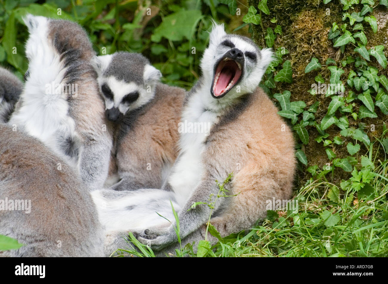 Fota Wildlife Park Stock Photos & Fota Wildlife Park Stock Images - Alamy