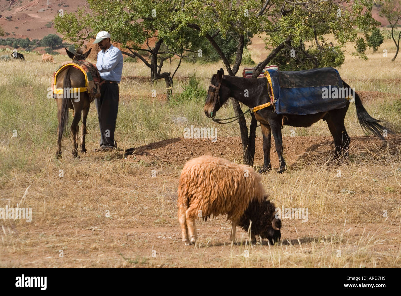 Berber encampment hi-res stock photography and images - Alamy