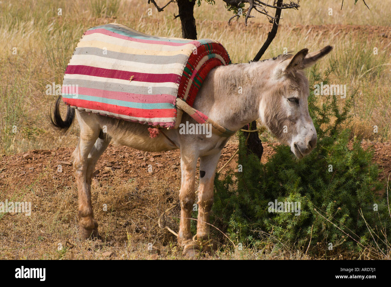 Berber blanket hi-res stock photography and images - Alamy