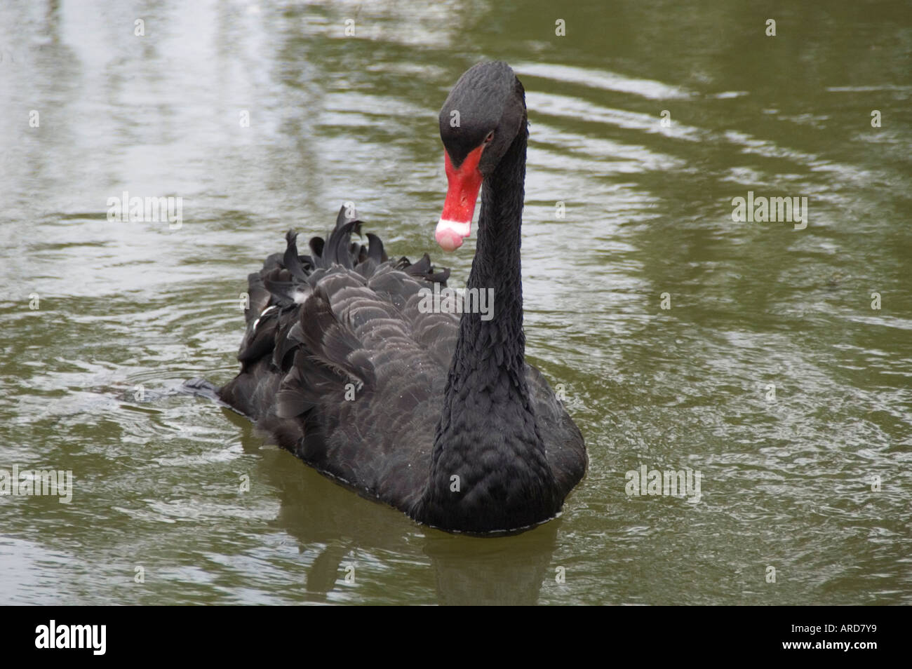 South west Ireland Cork Fota Wildlife Park zoo on Fota Island ...