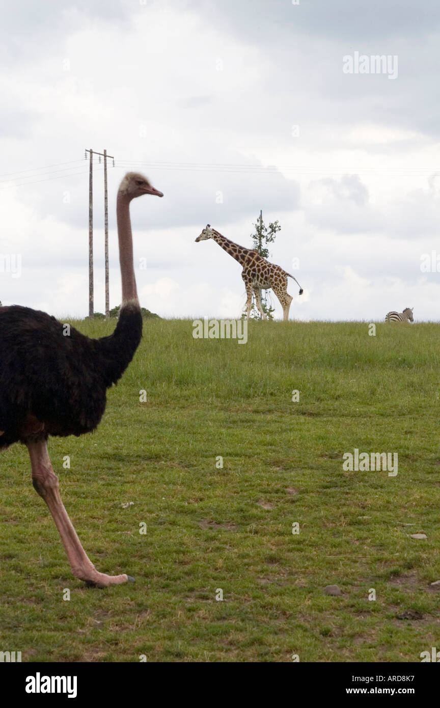 South west Ireland Cork Fota Wildlife Park zoo on Fota Island strange ...