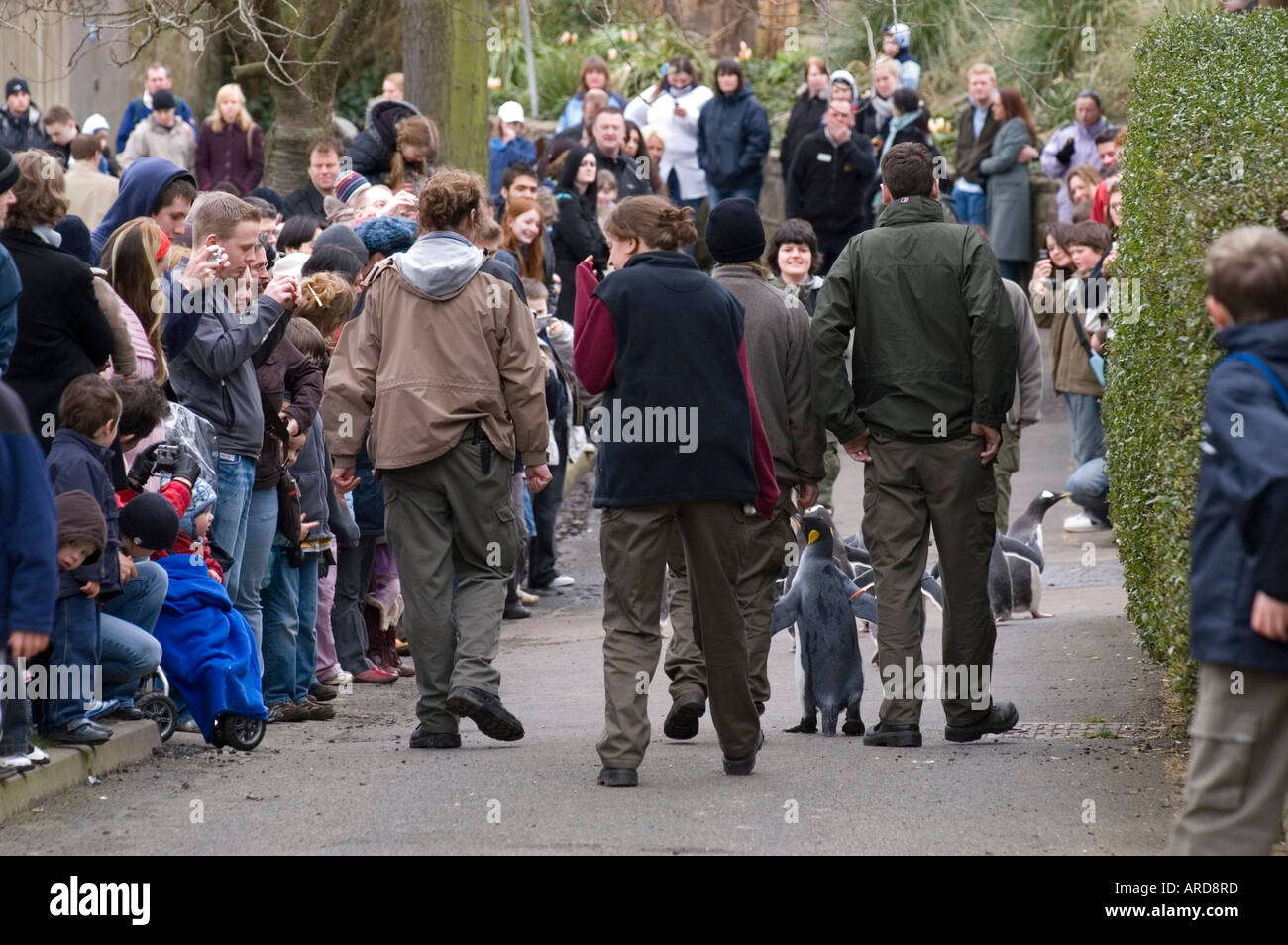 Penguin parade hi-res stock photography and images - Alamy