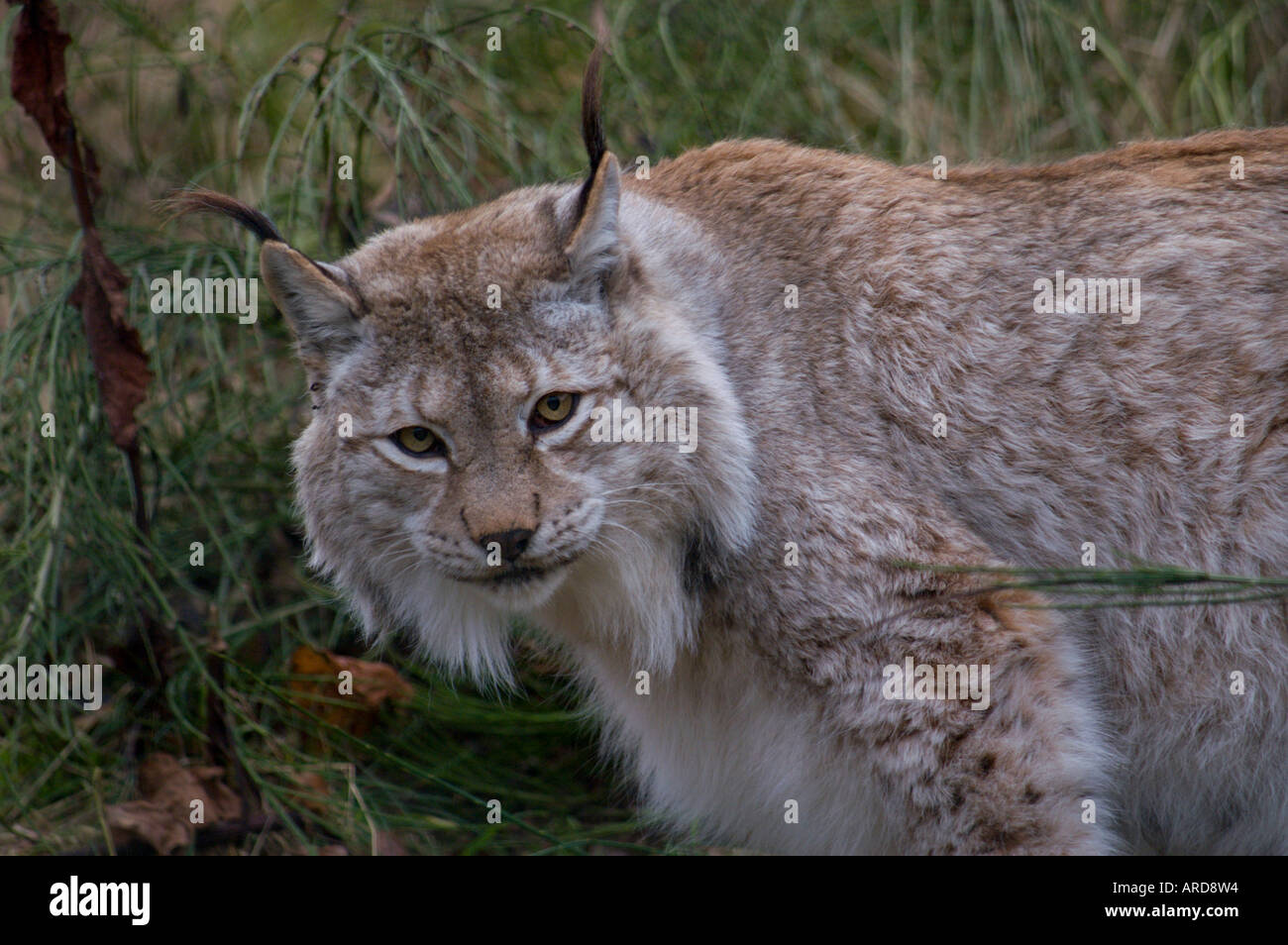 Elderly lynx hi-res stock photography and images - Alamy