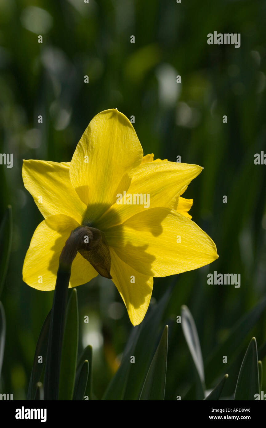 Single daffodil head in sunshine from the rear Stock Photo - Alamy